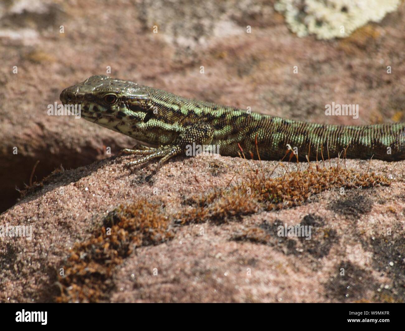 Ibiza Wall Lizards High Resolution Stock Photography and Images - Alamy