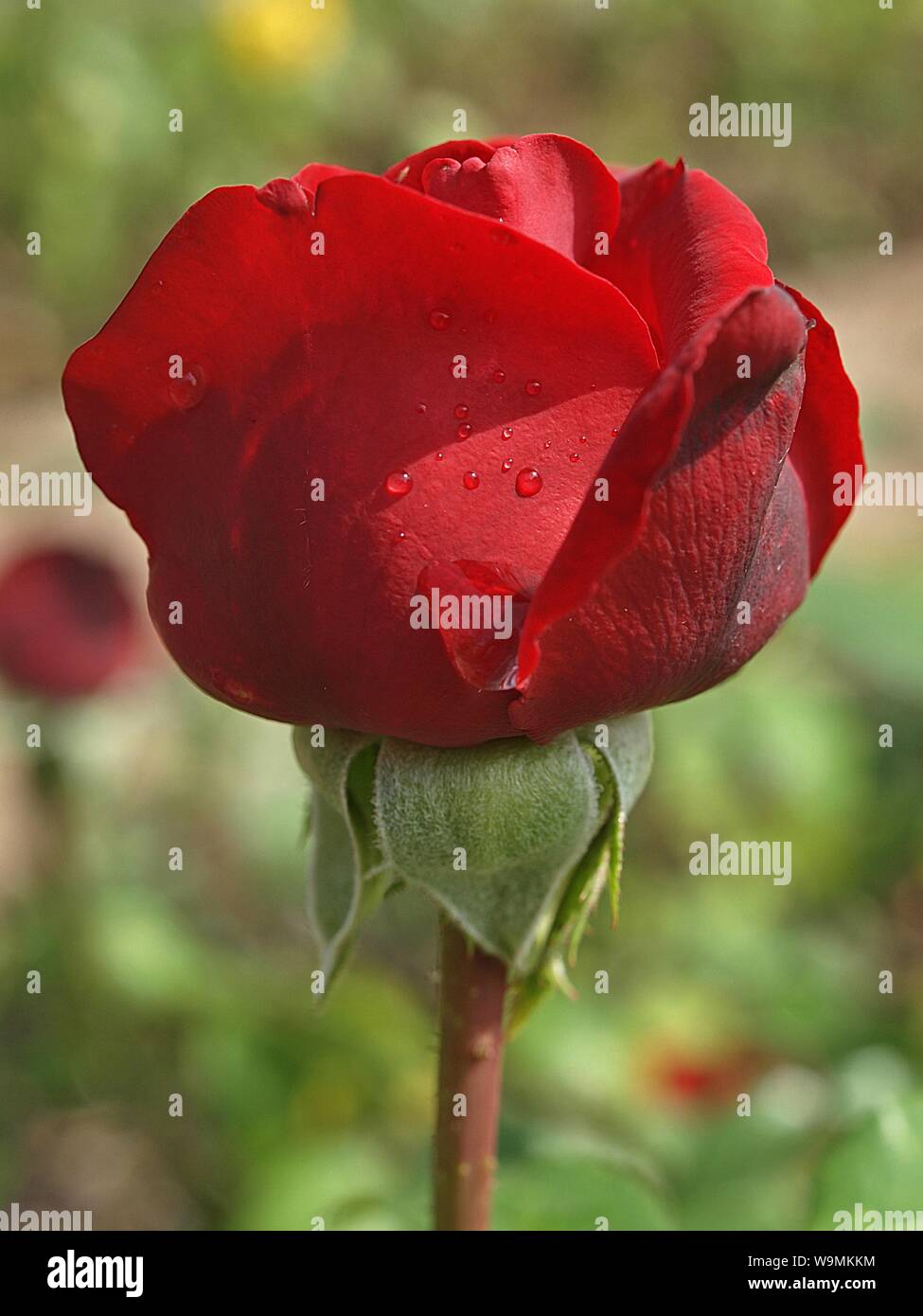 Macro of a blooming red rose Stock Photo - Alamy
