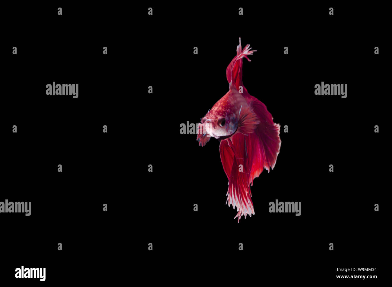 Betta Siamese fighting fish isolated Stock Photo - Alamy
