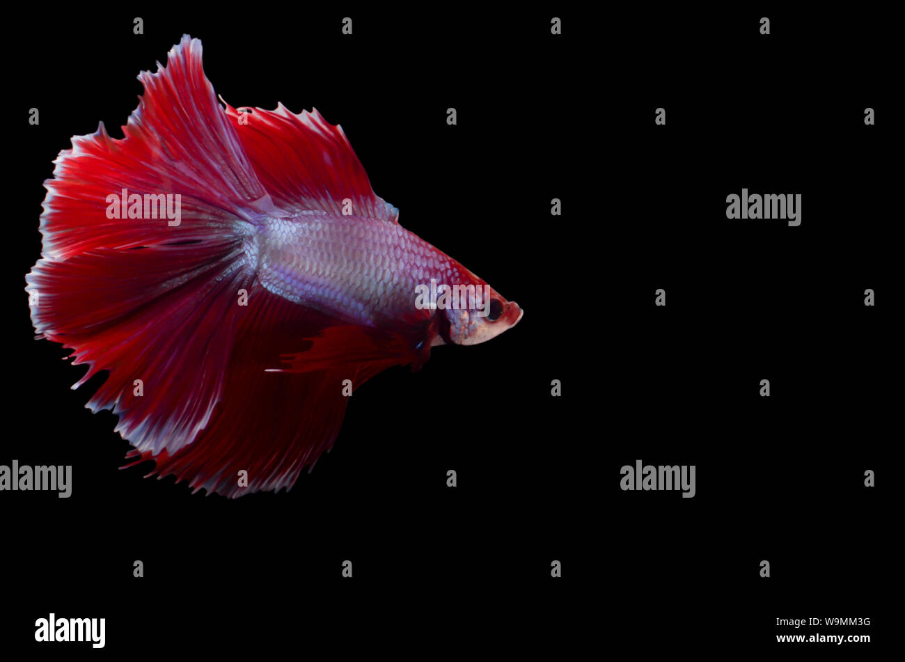 Betta Siamese fighting fish isolated Stock Photo - Alamy