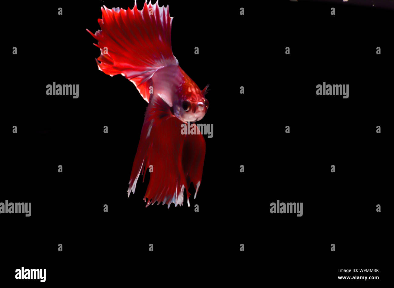 Siamese fighting fish hi-res stock photography and images - Alamy