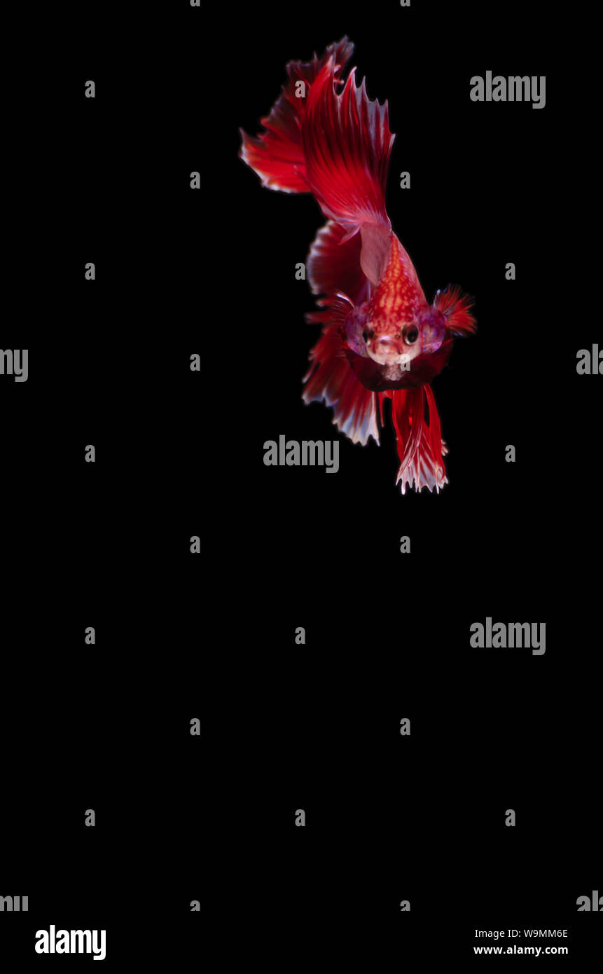 Betta Siamese fighting fish isolated Stock Photo - Alamy