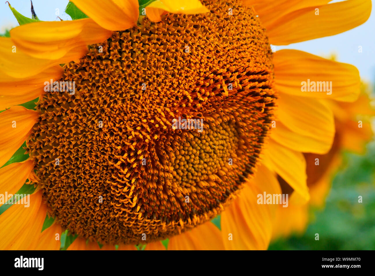 Sunflower Field, Mount Sidney, Shenandoah Valley, Virginia, USA Stock ...