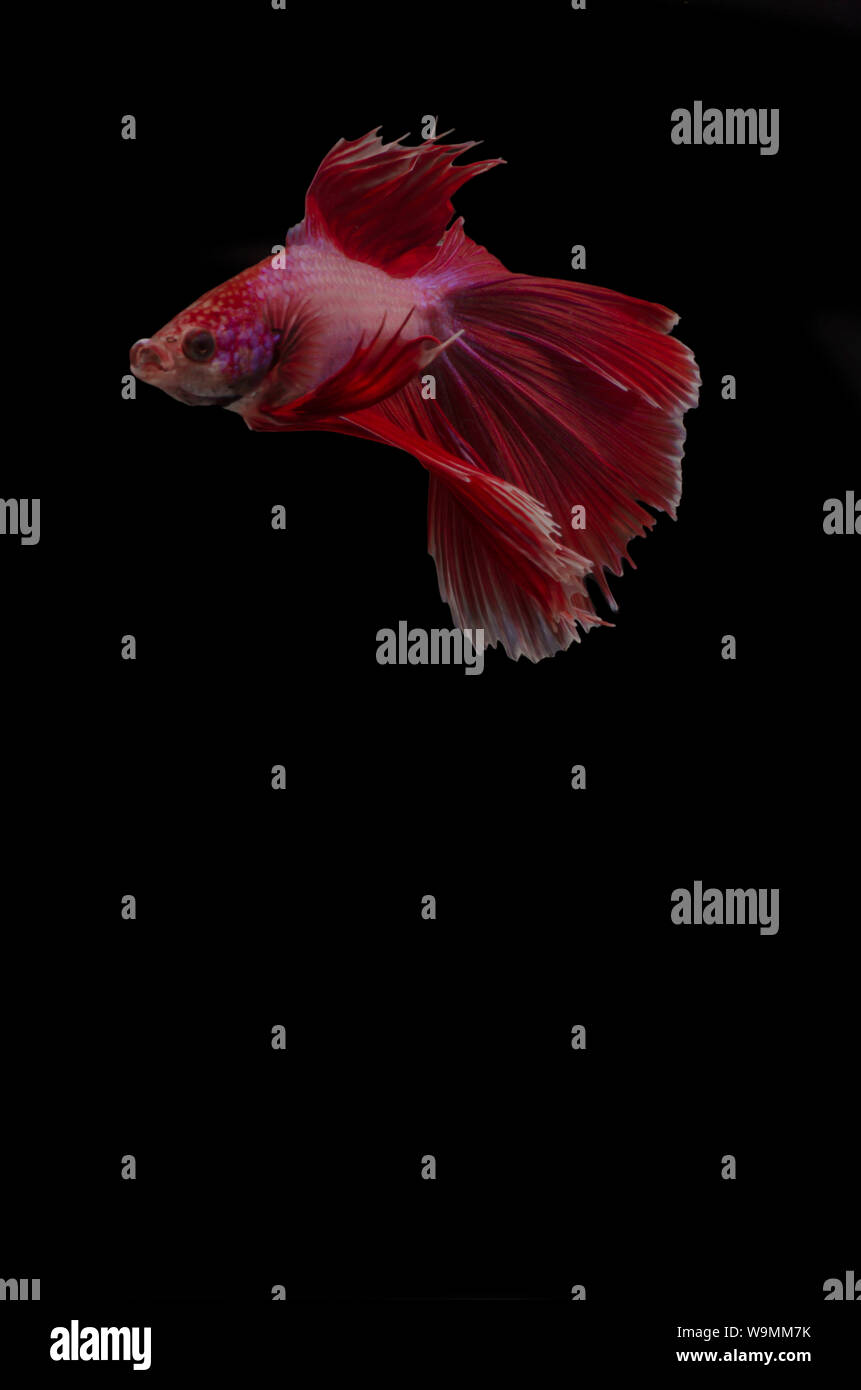 Betta Siamese fighting fish isolated Stock Photo - Alamy