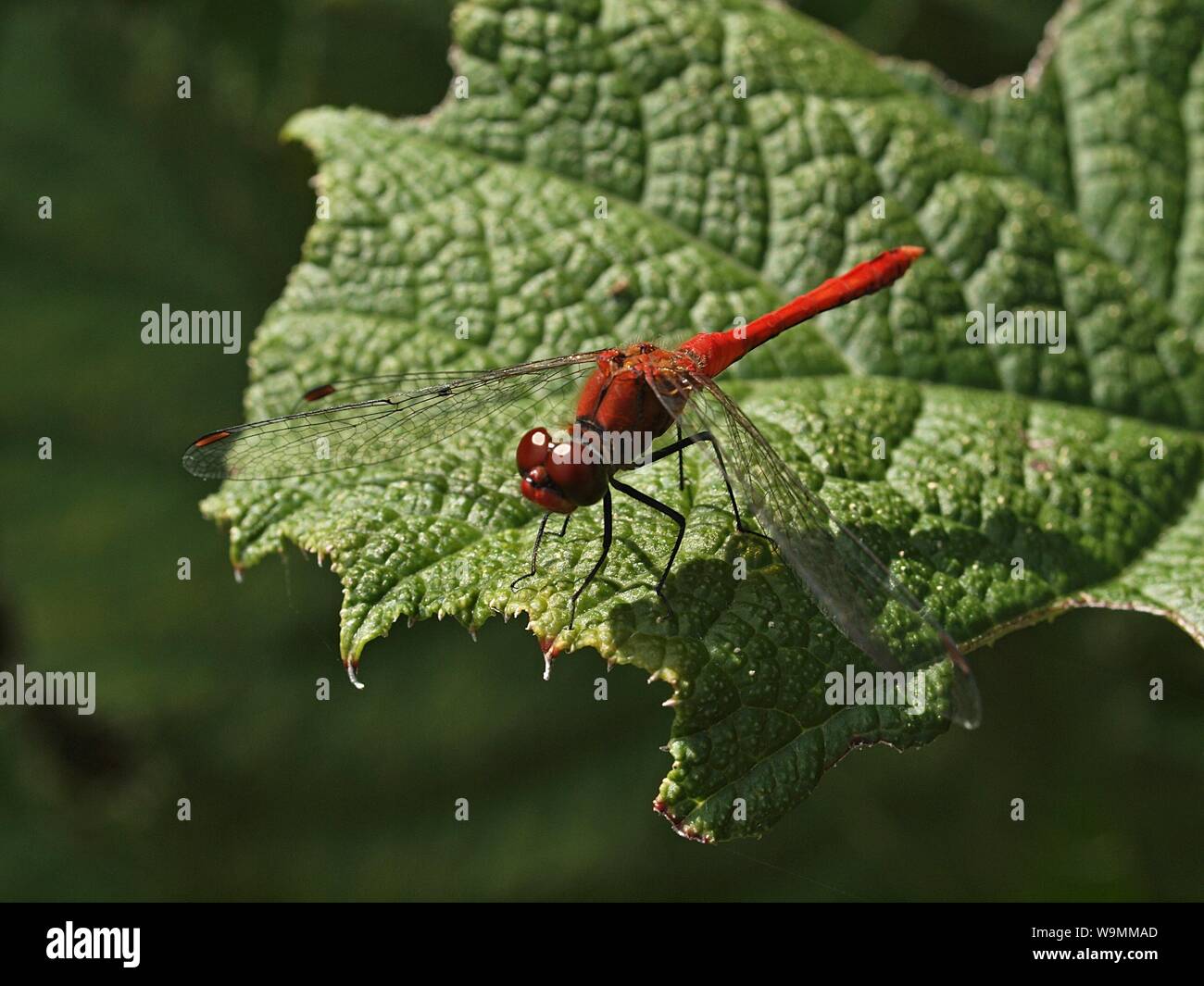 Macro of a red fire dragonfly Stock Photo - Alamy