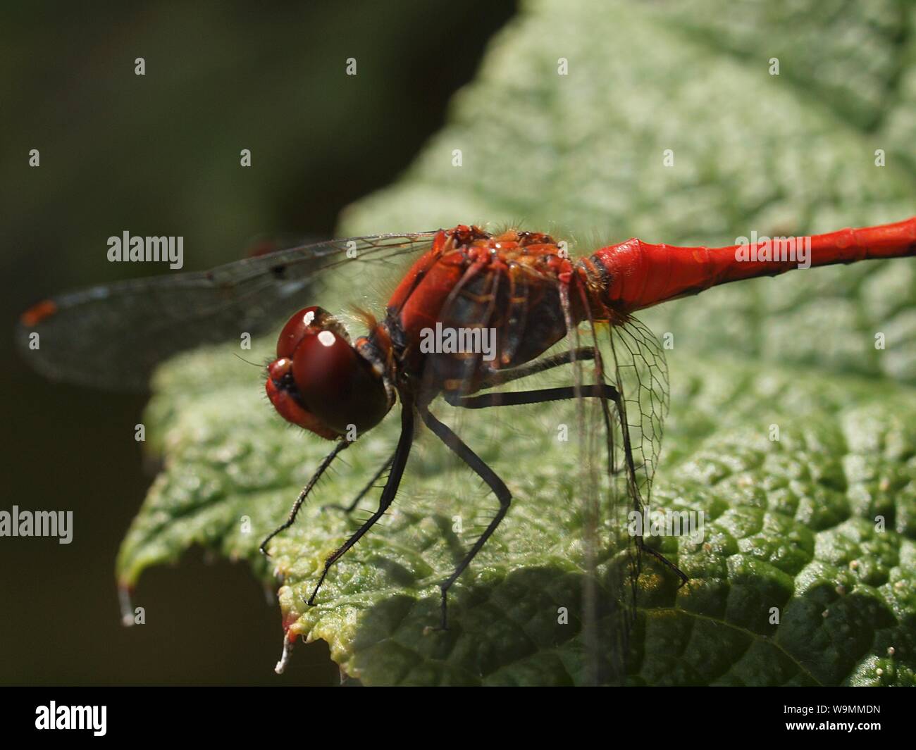Macro of a red fire dragonfly Stock Photo - Alamy