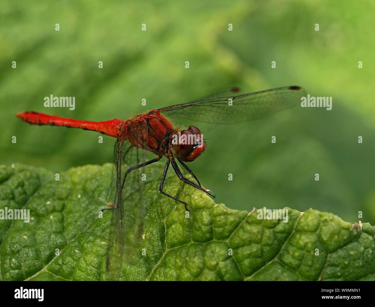 Macro of a red fire dragonfly Stock Photo - Alamy