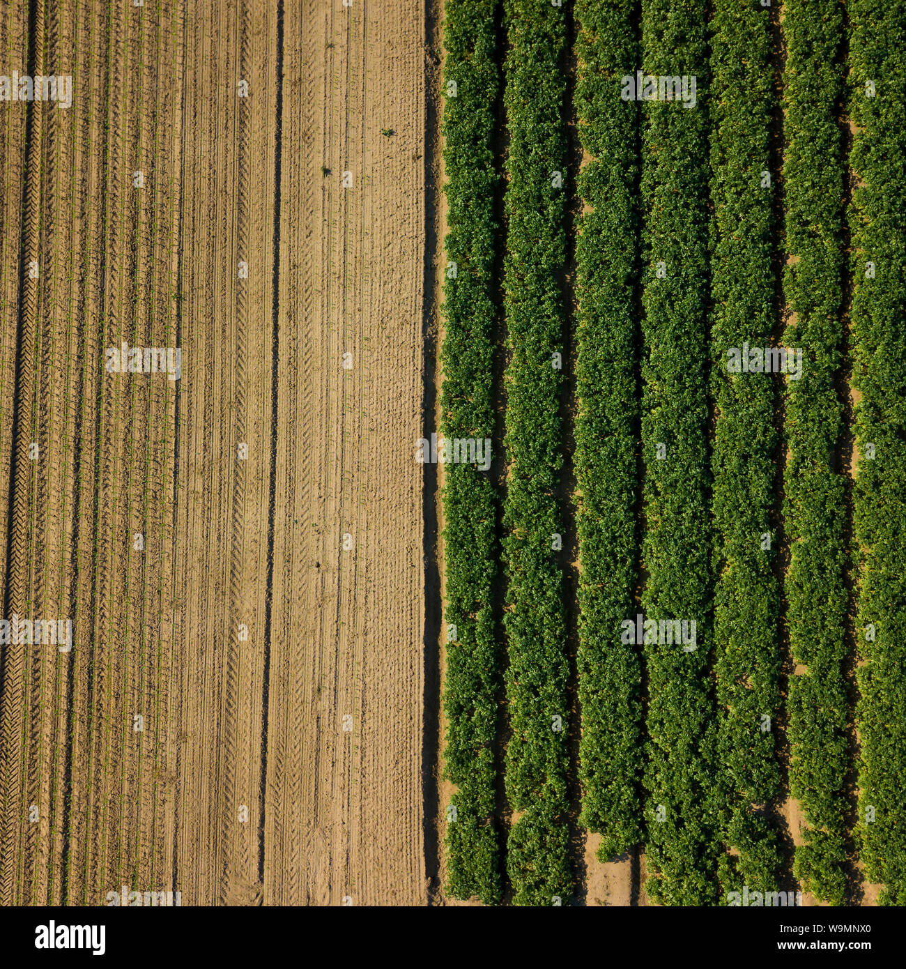 Birds eye view looking straight down at a crop field. The field has a ...