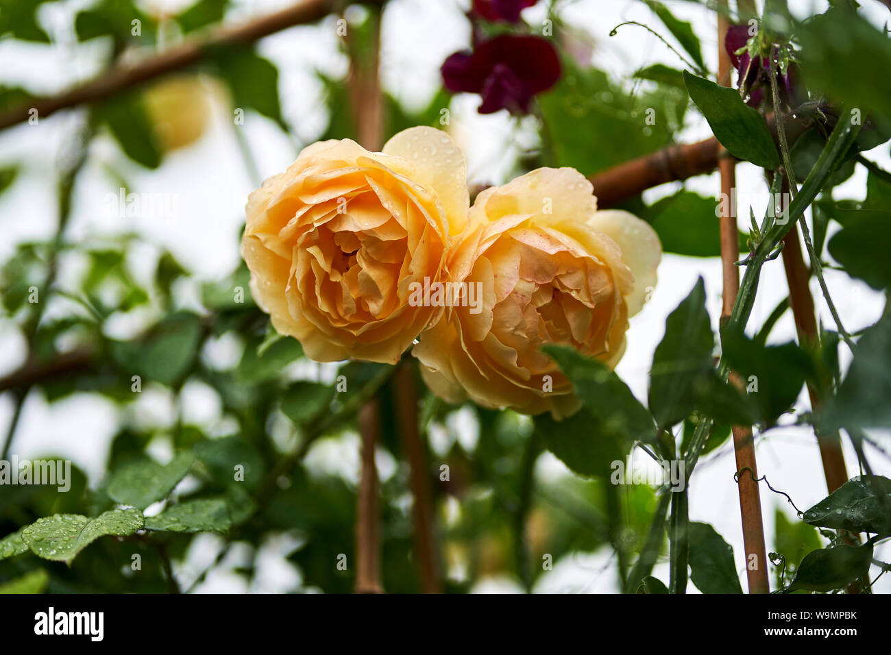 Two yellow roses on a trellis Stock Photo - Alamy