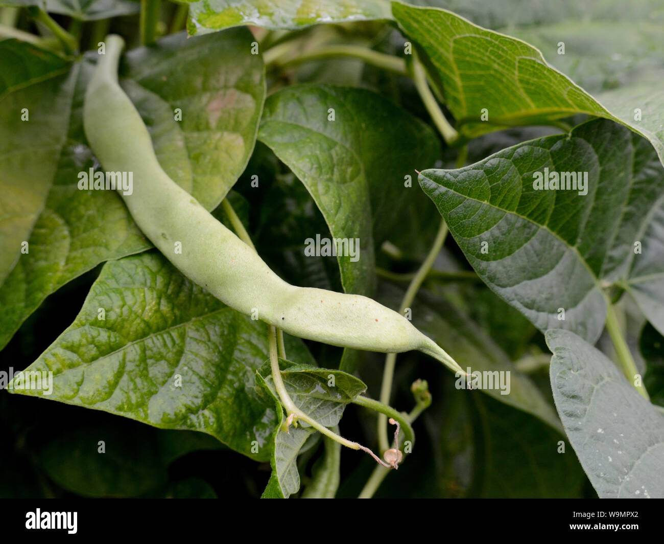 Bean plant phaseolus common bean hi-res stock photography and images ...