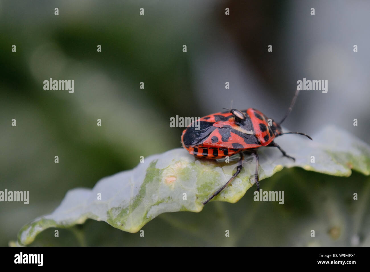 Close up of European red bug on cabbage leaf, Eurydema ornata Stock ...