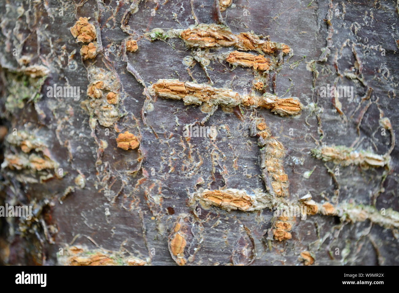 Tree Bark Texture Macro Photography High Resolution Stock Photography ...