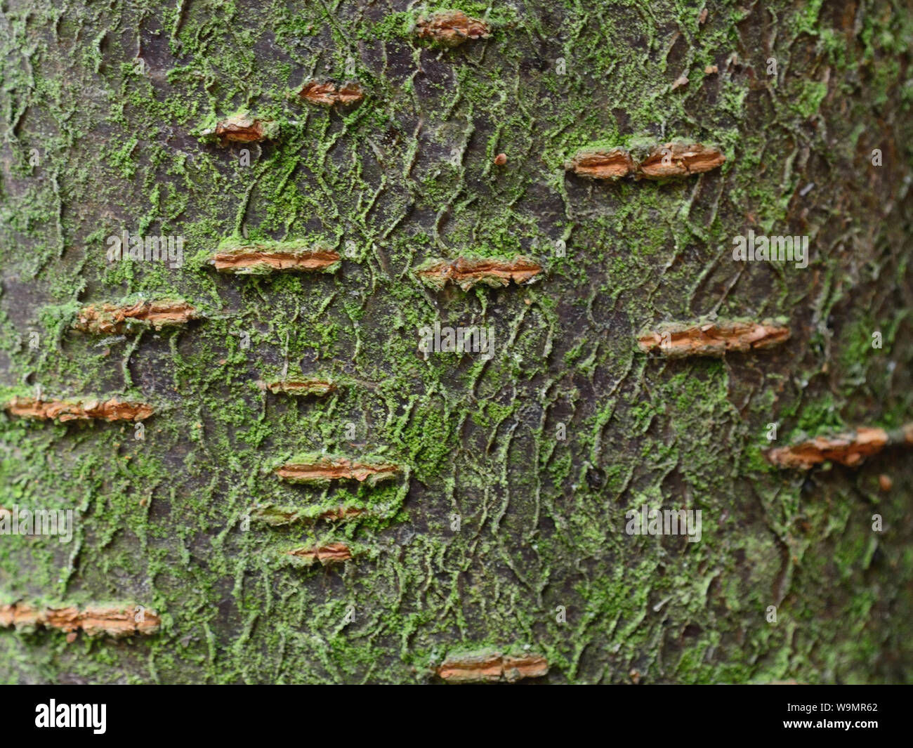 Plum wood hi-res stock photography and images - Alamy