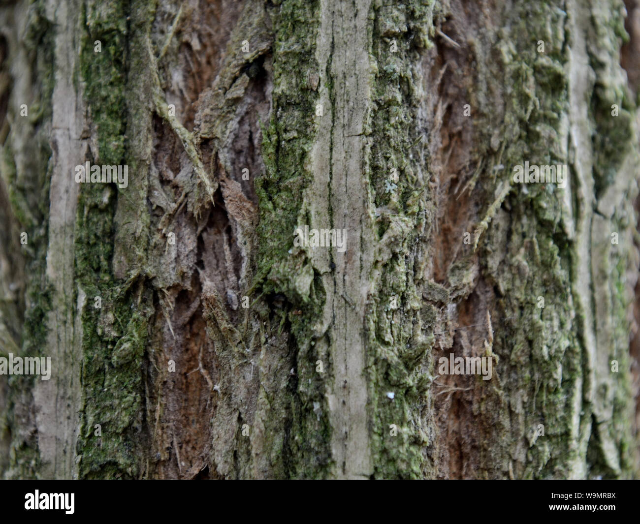 Furrowed bark hi-res stock photography and images - Alamy