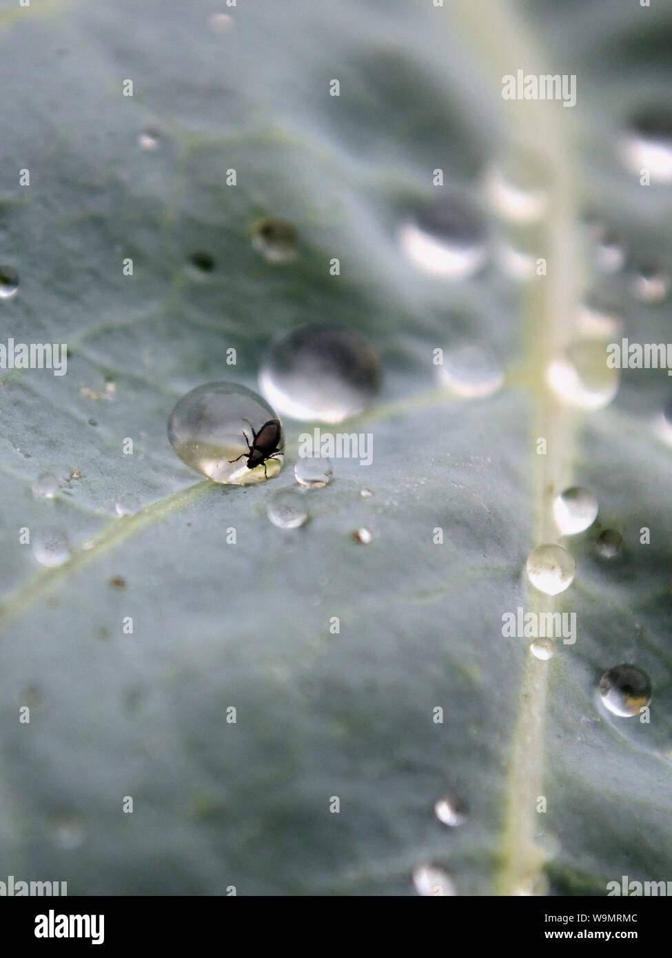 Bug on rain drop on cabbage leaf Stock Photo - Alamy