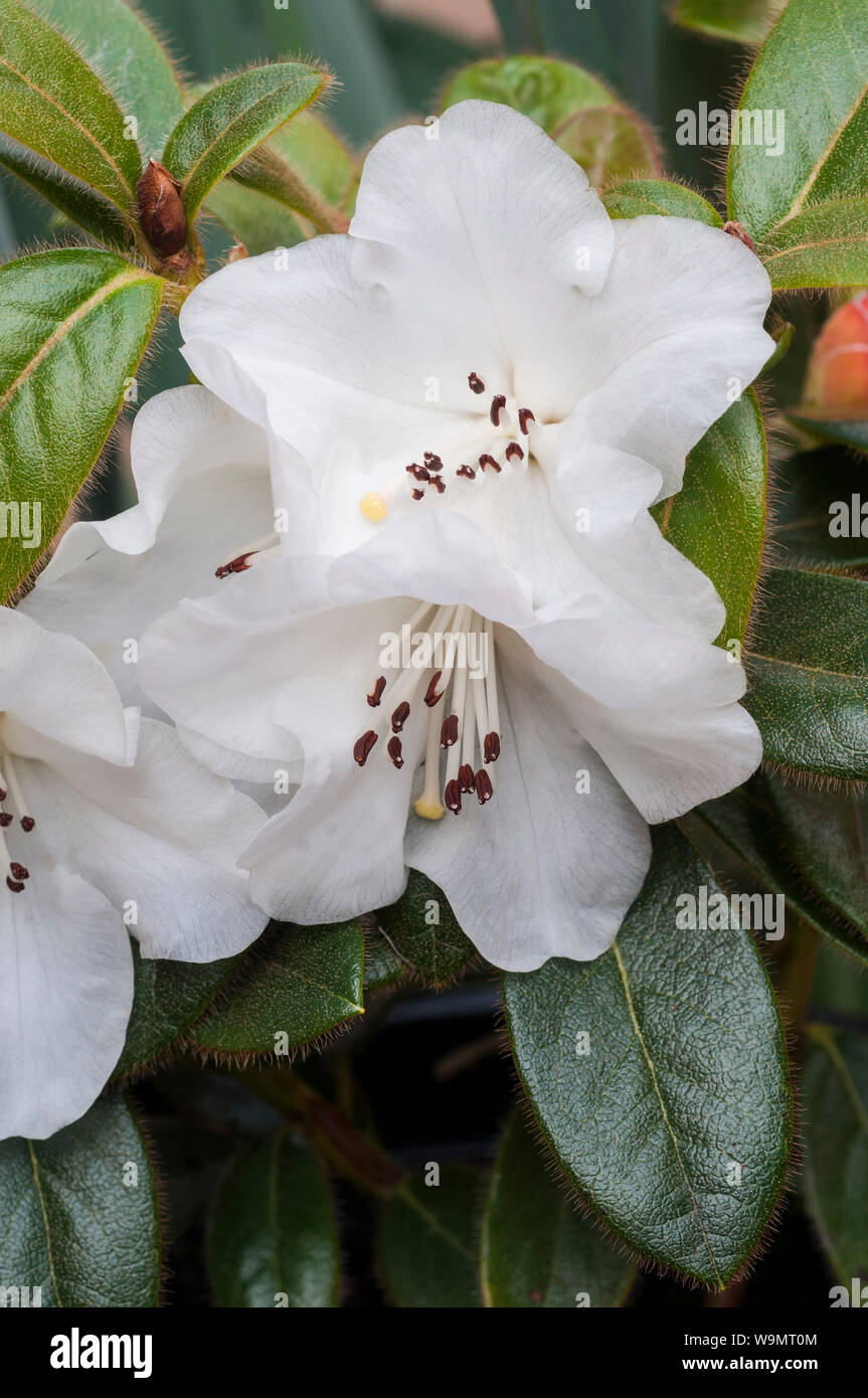 Rhododendron snow lady hi-res stock photography and images - Alamy