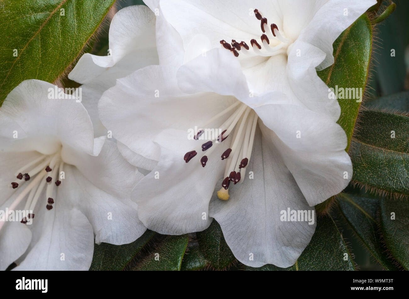 White lady flowers hi-res stock photography and images - Alamy