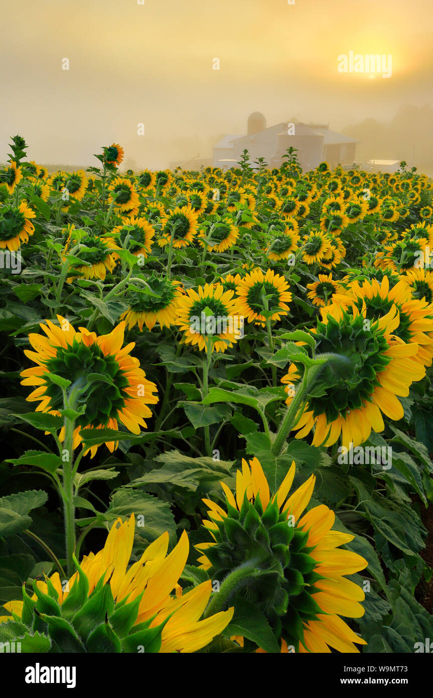 Sunflower Field, Mount Sidney, Shenandoah Valley, Virginia, USA Stock ...
