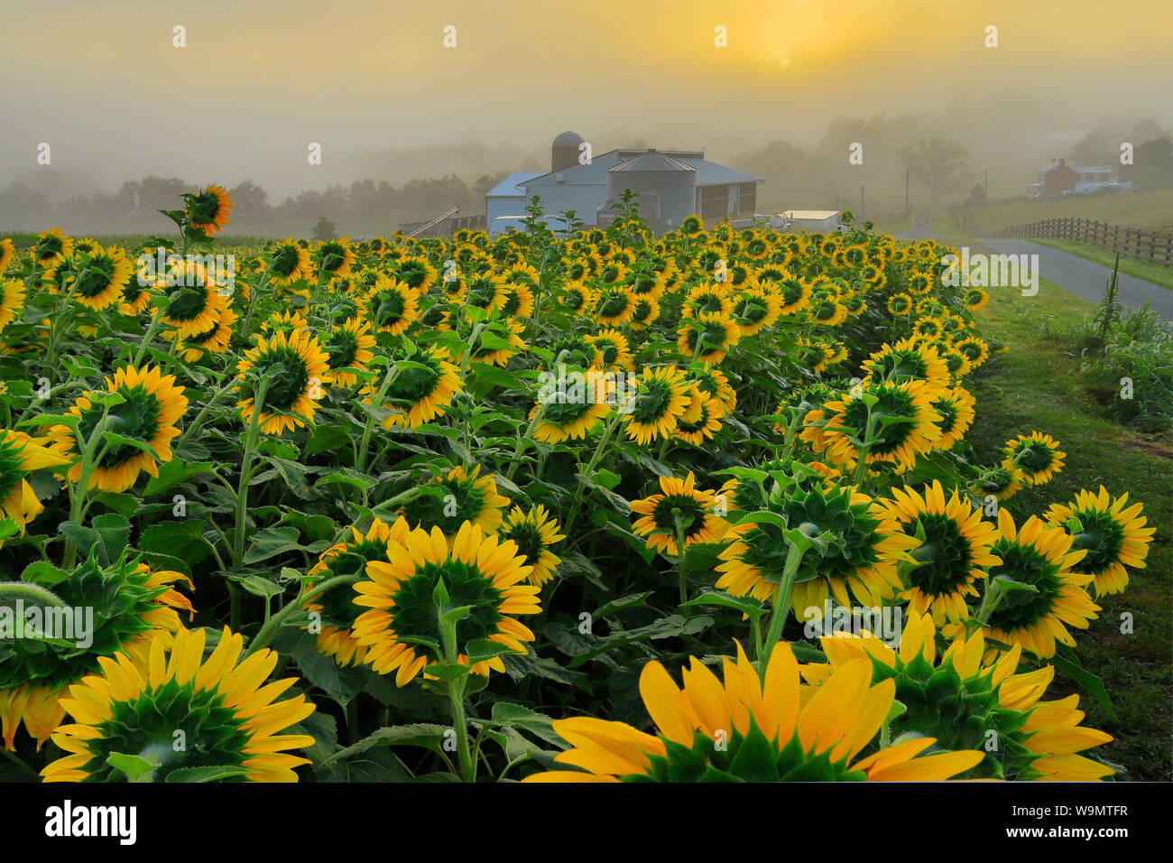 Sunflower Field, Mount Sidney, Shenandoah Valley, Virginia, USA Stock ...