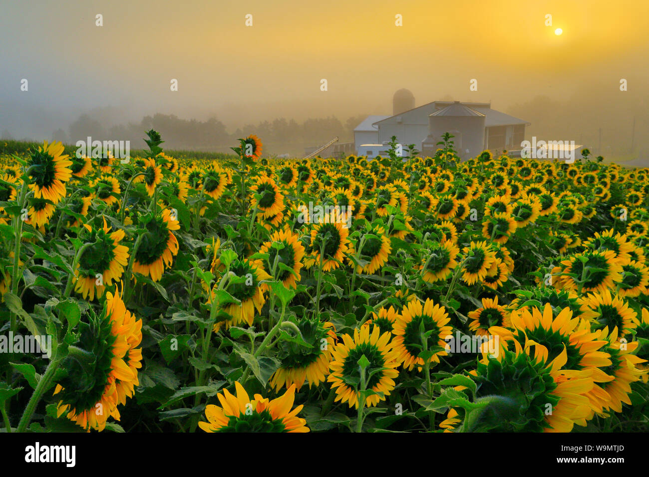 Appalachian sunflower hi-res stock photography and images - Alamy