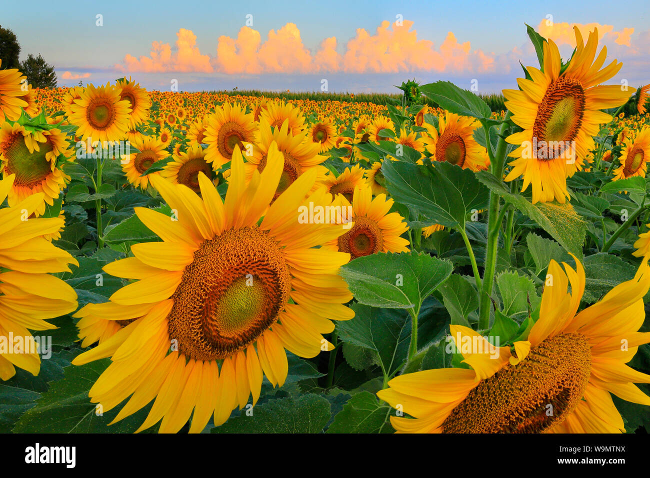 Sunflower Field, Mount Sidney, Shenandoah Valley, Virginia, USA Stock ...