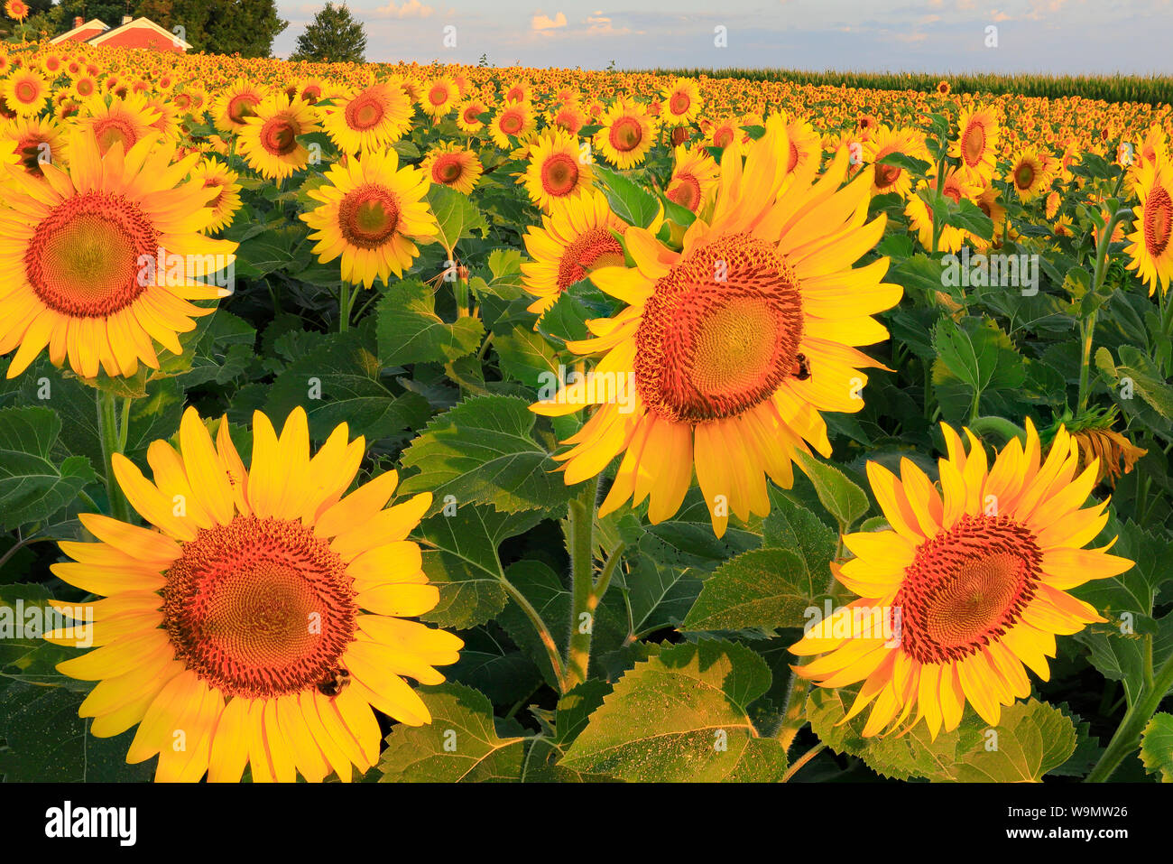 Appalachian sunflower hi-res stock photography and images - Alamy