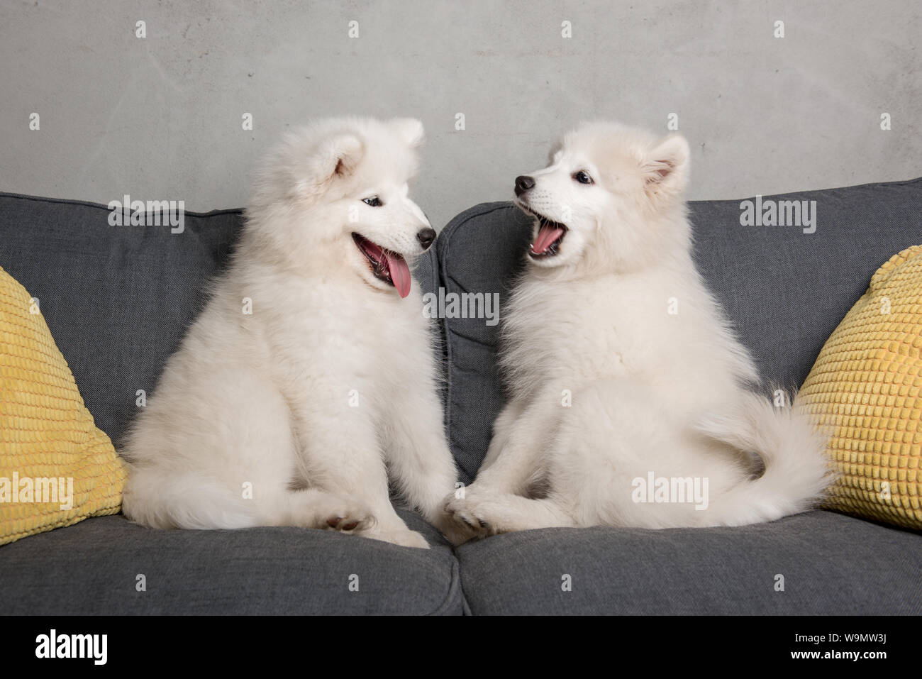 Two samoyed dogs puppies are playing in the gray couch Stock Photo - Alamy