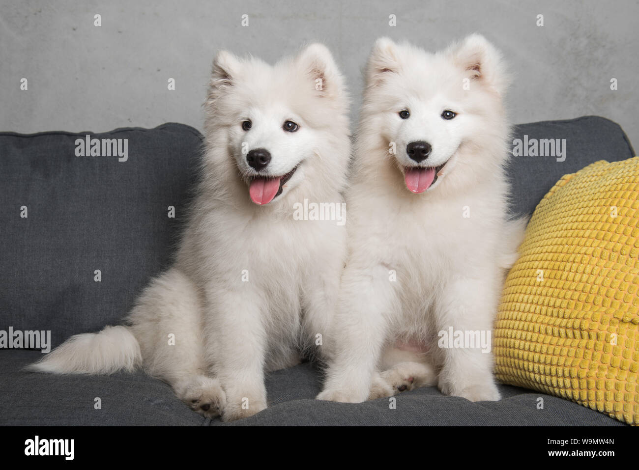 Two samoyed dogs puppies are sitting in the gray couch Stock Photo - Alamy