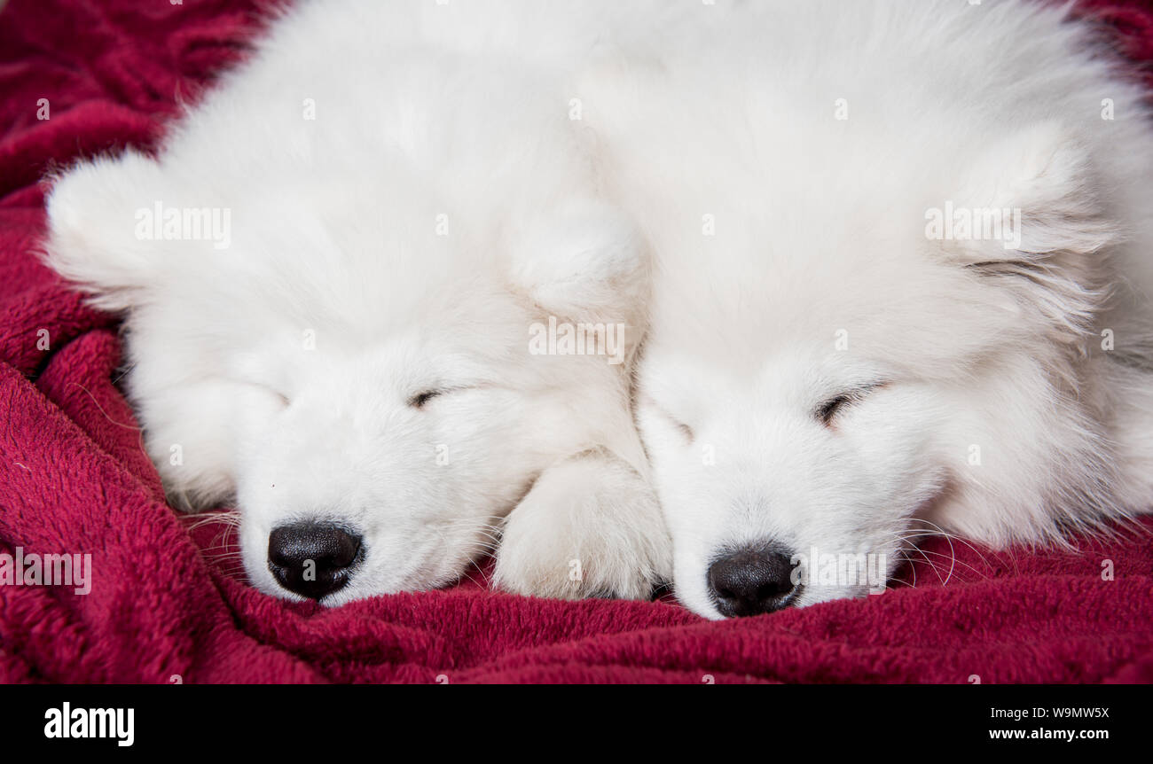 Two samoyed dogs puppies are sleeping in the red bed on bedroom ...