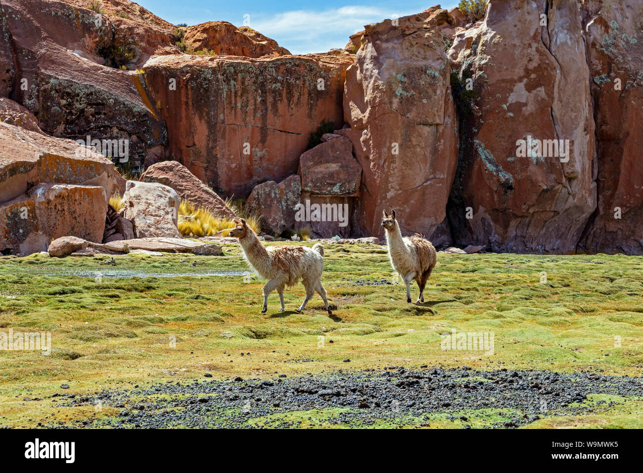 Funny alpacas hi-res stock photography and images - Alamy