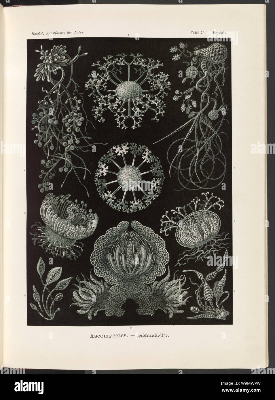 Ascomycetes hi-res stock photography and images - Alamy