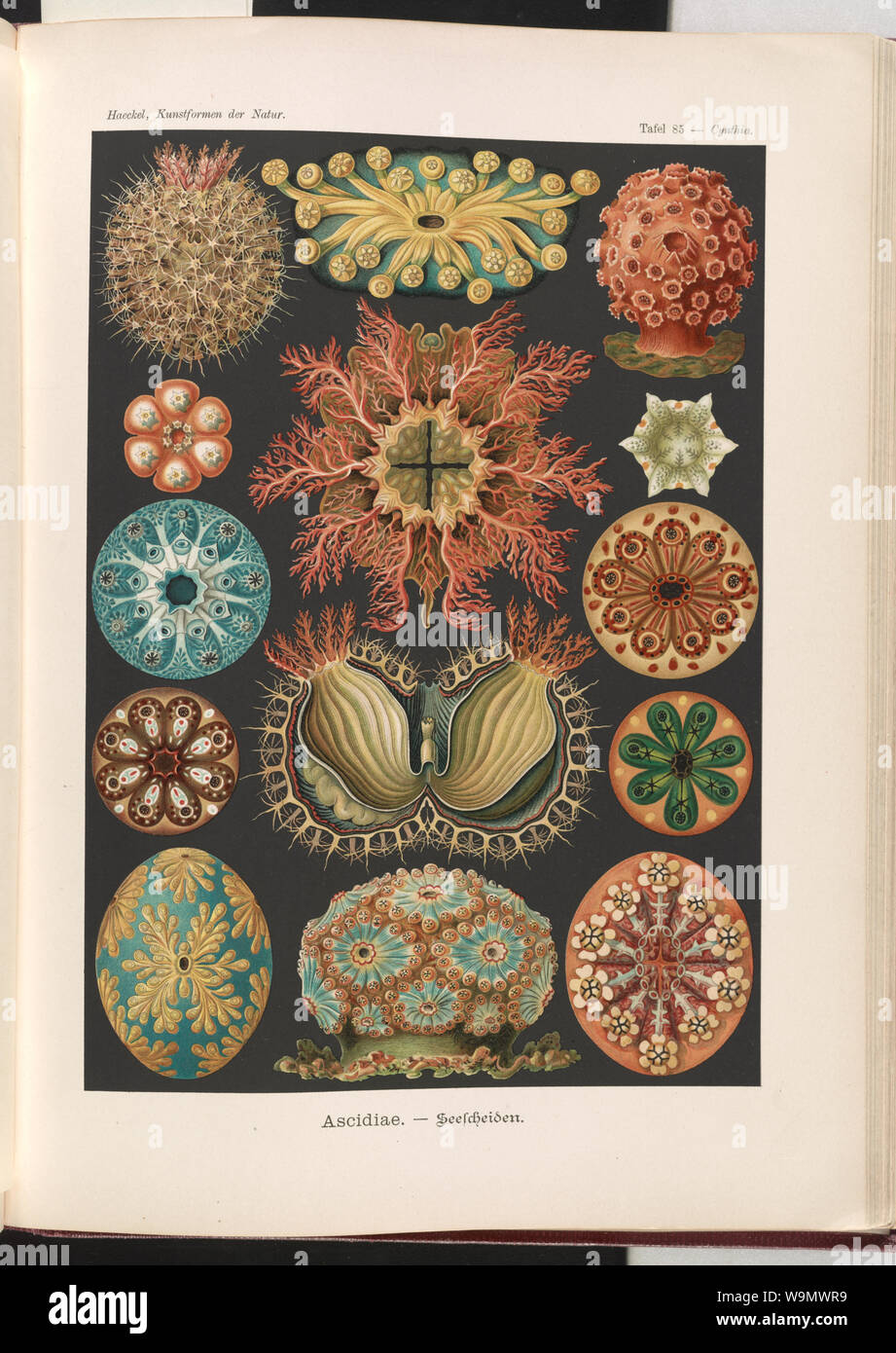 Ascidiae hi-res stock photography and images - Alamy