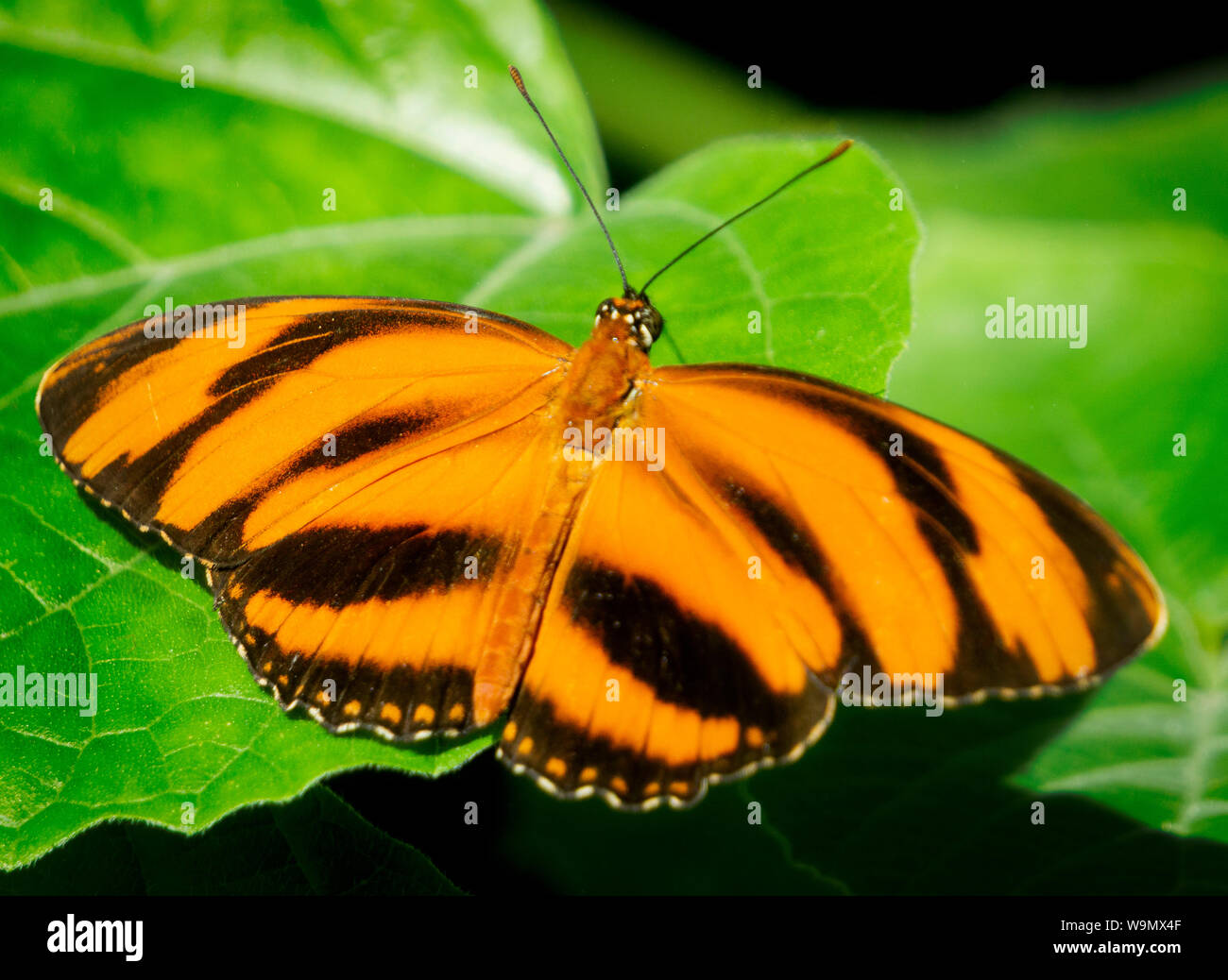 Entomology moths hi-res stock photography and images - Alamy