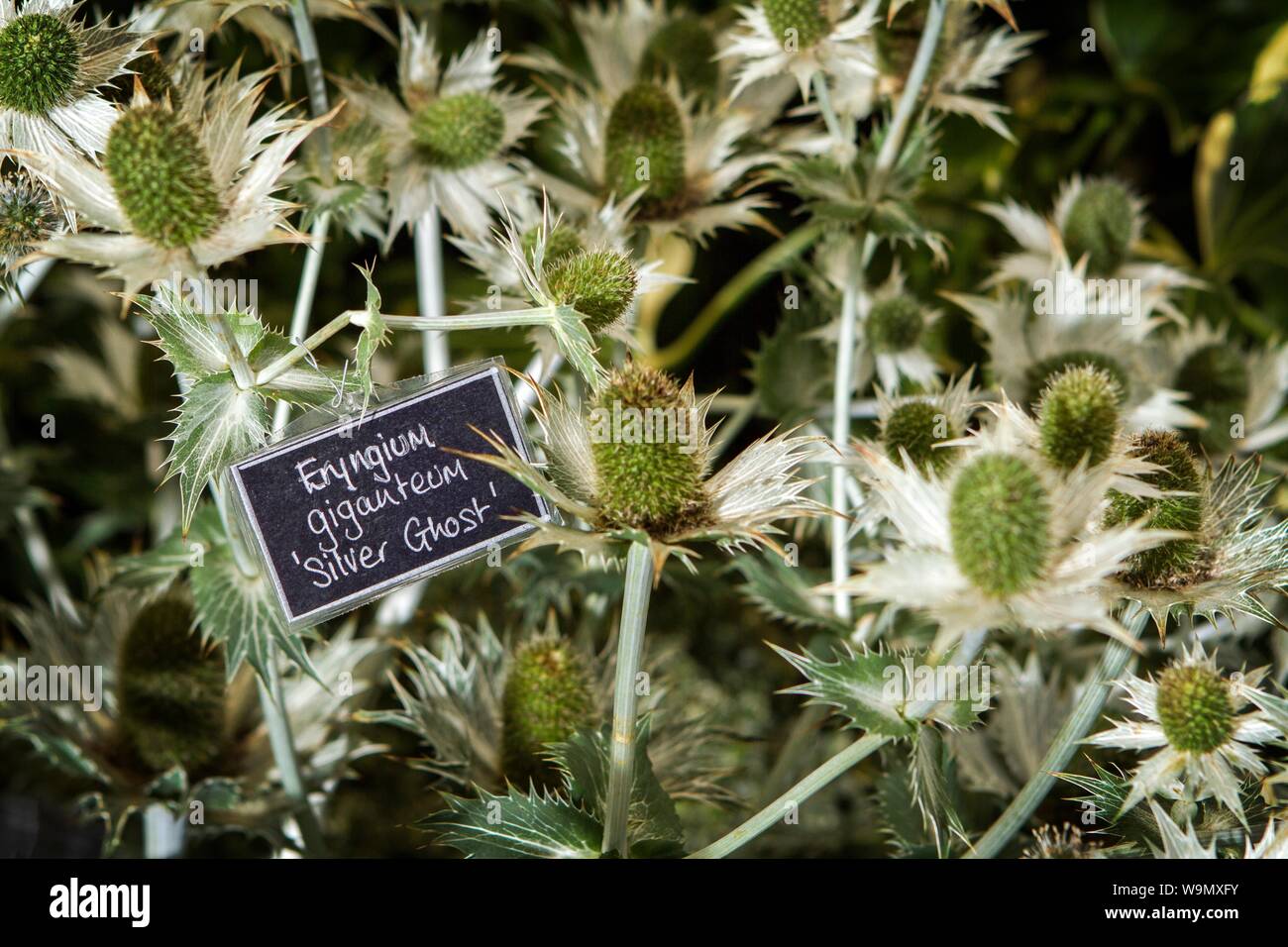 a silver ghost eryngium garden gardening plant plants gardens Stock ...