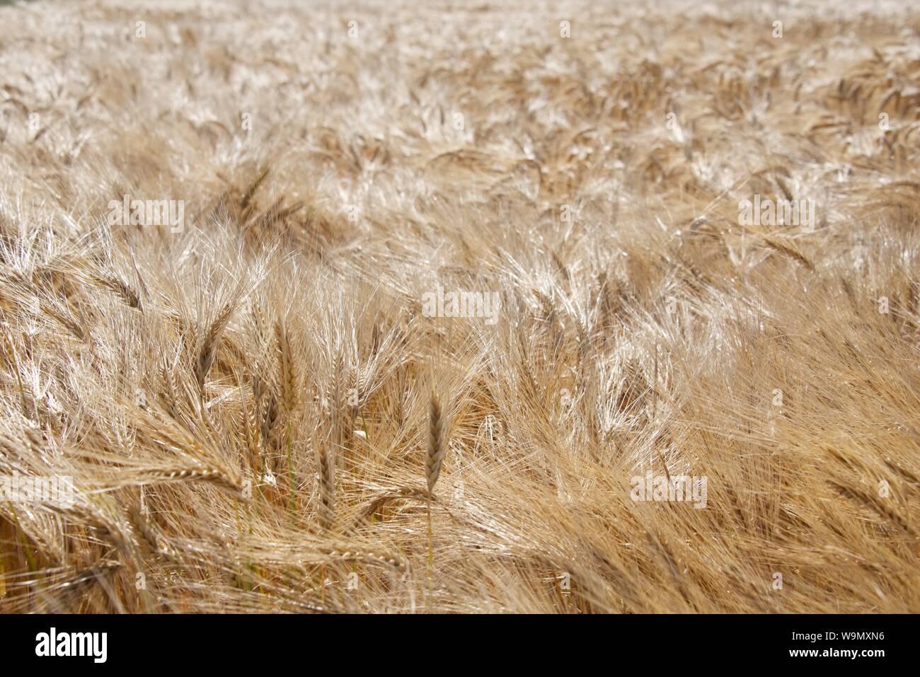 Barley (Hordeum vulgare): a full frame of wind-blown golden Barley ...