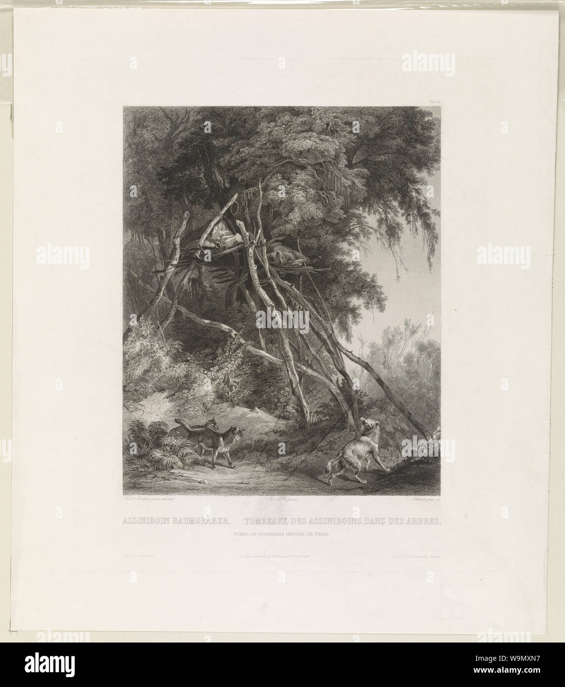 Tombs of assiniboin indians on trees hi-res stock photography and ...