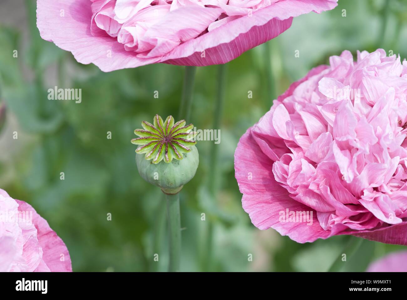 Double Poppy (Papaver somniferum): double flower heads with and without ...