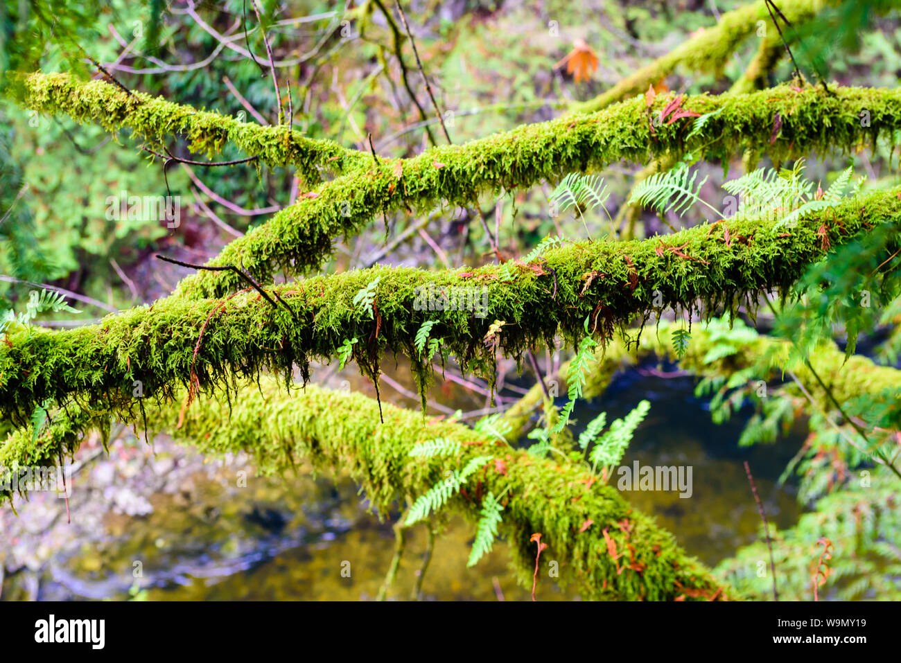 Wet humid tropical rainforest hi-res stock photography and images - Alamy