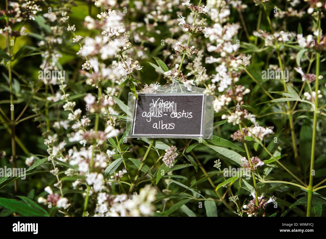 Agni casti fructus hi-res stock photography and images - Alamy
