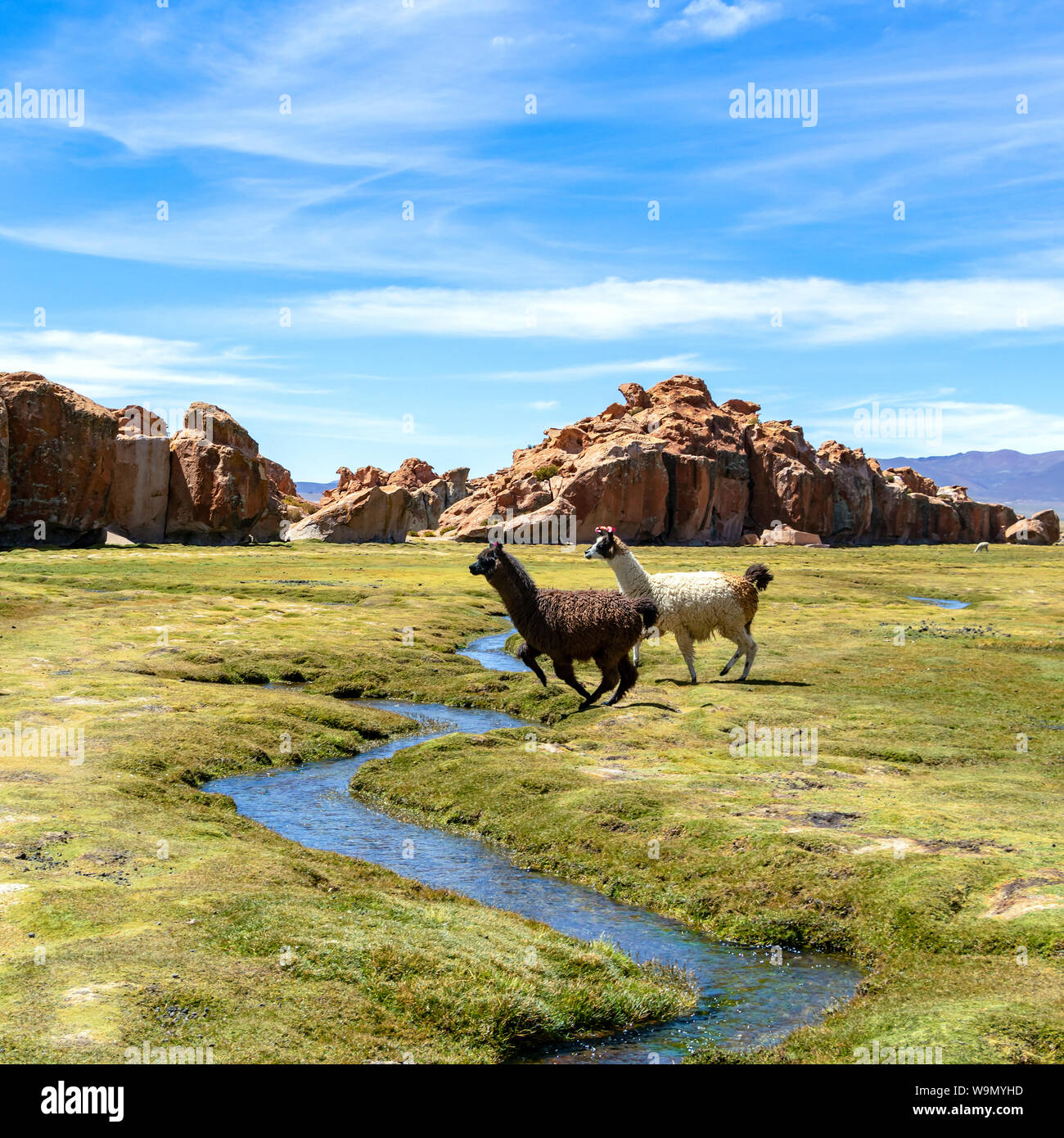 Llama negra hi-res stock photography and images - Alamy