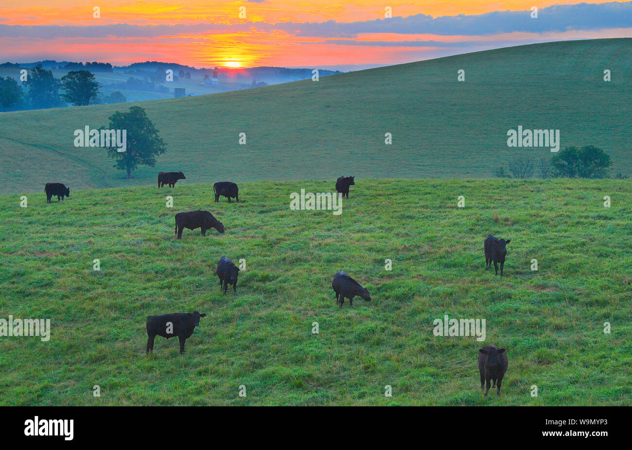 Farm, Shenandoah Valley, Swoope, Virginia, USA Stock Photo - Alamy