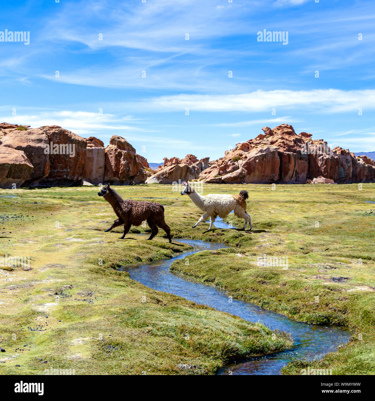 Alpacas, close up of cute and funny south American camelid kept in ...