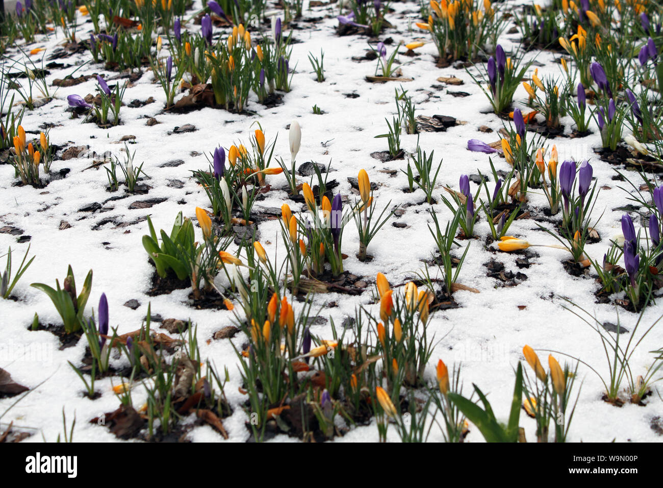 Berlin flora hi-res stock photography and images - Alamy
