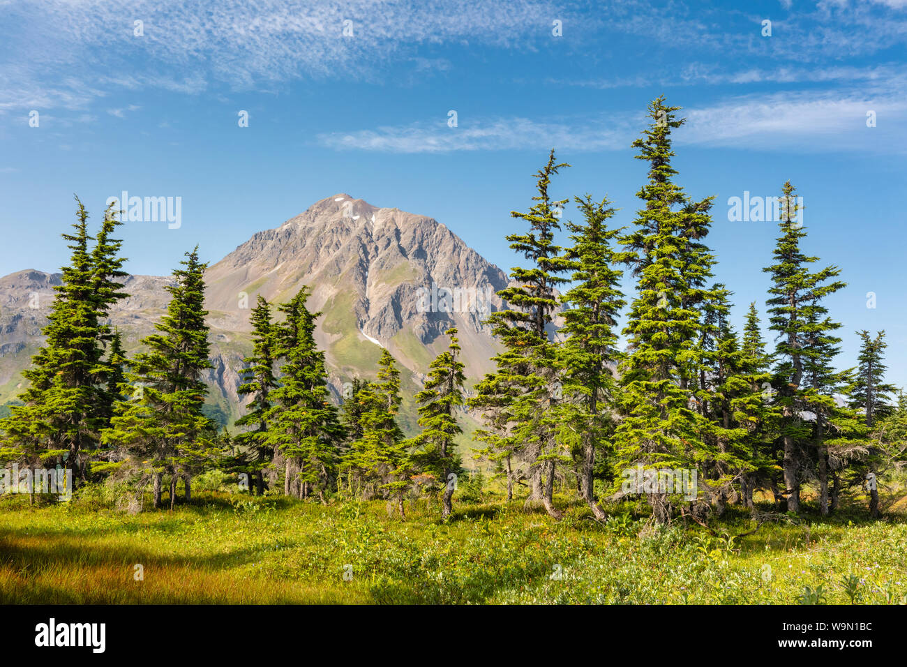 Alaska, summer, trees hi-res stock photography and images - Alamy
