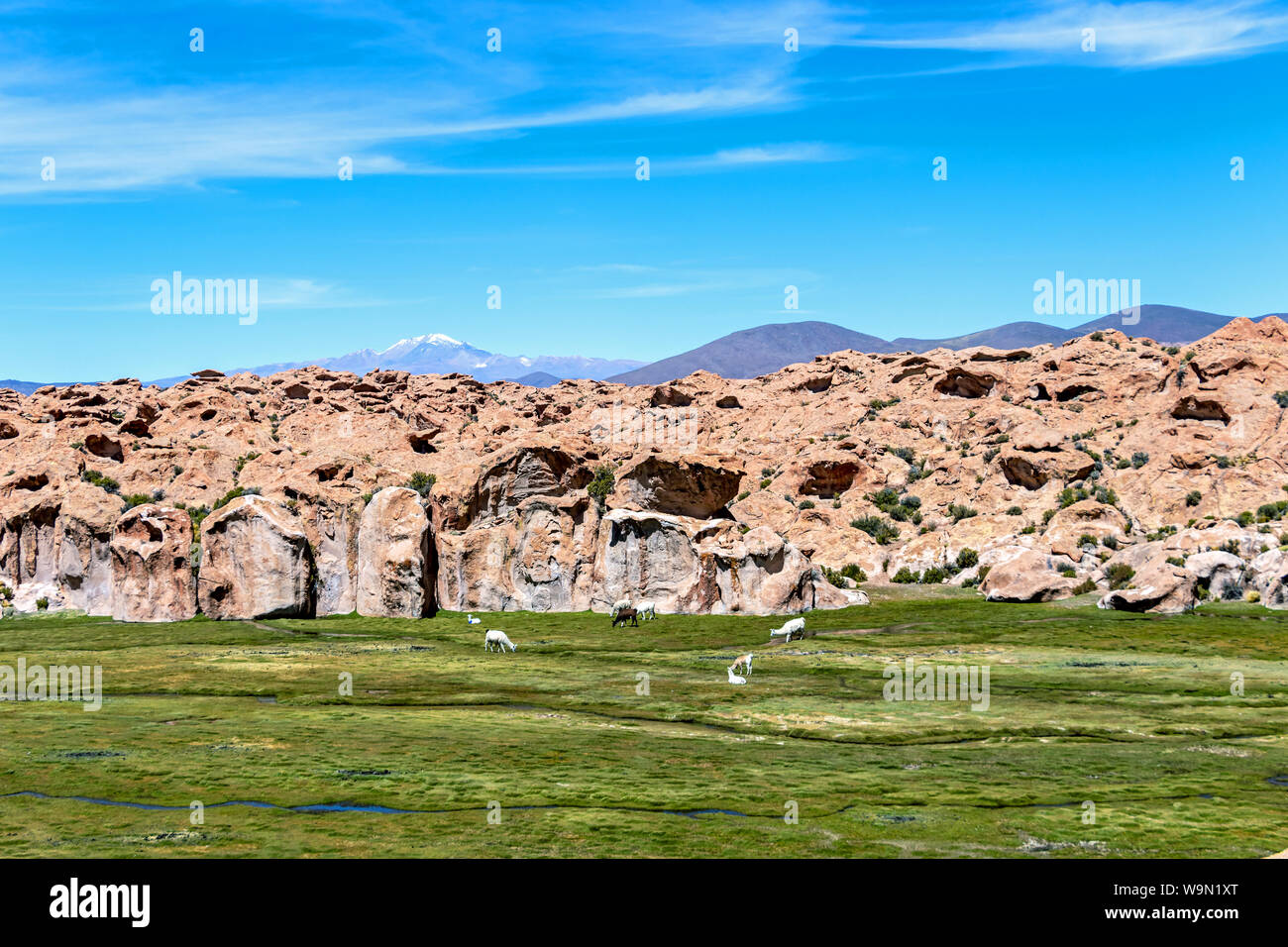 Alpacas and llamas at tranquil green landscape with geological rock ...