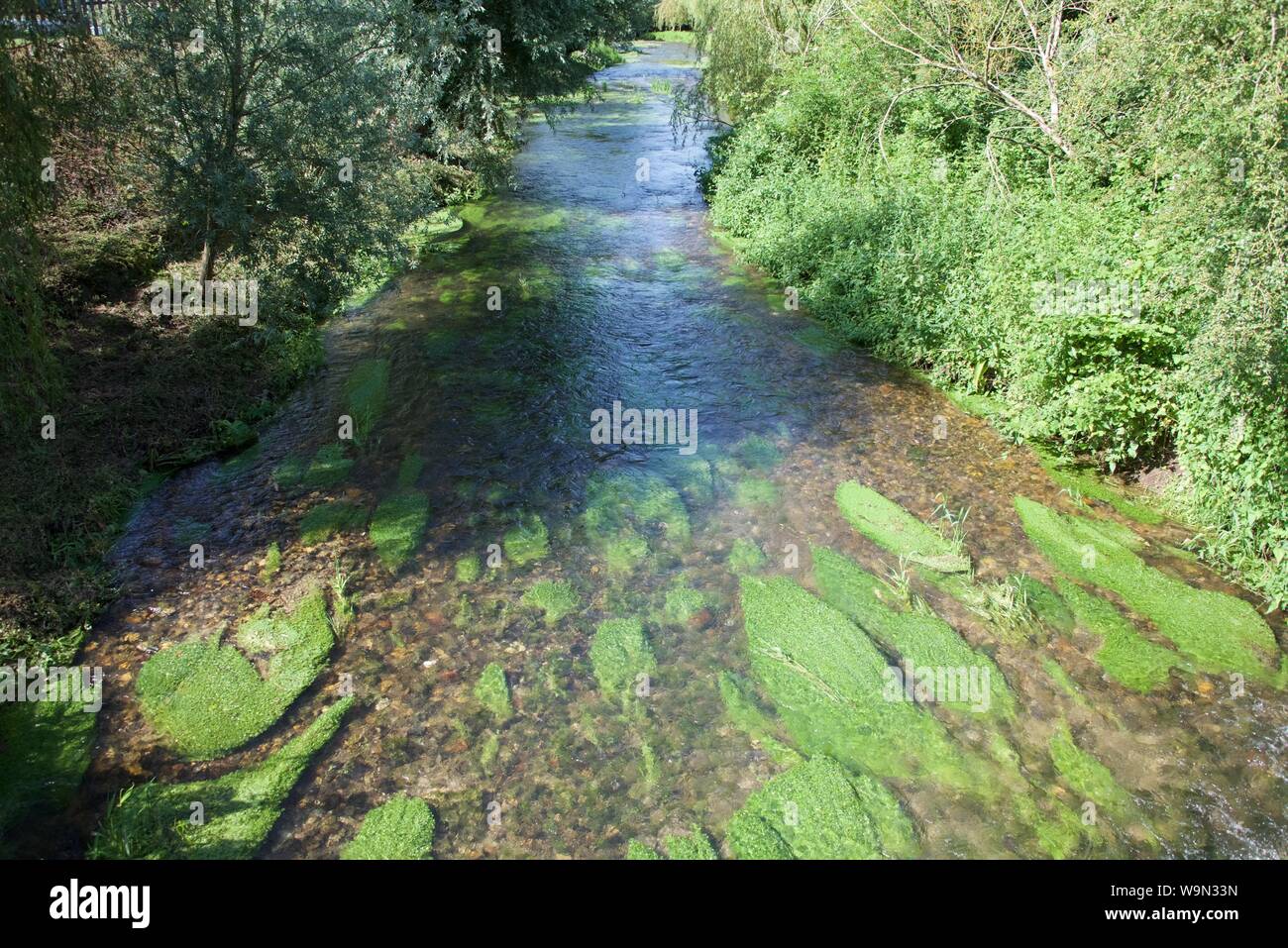 Small, clear water river with submerged aquatic plant life showing the ...