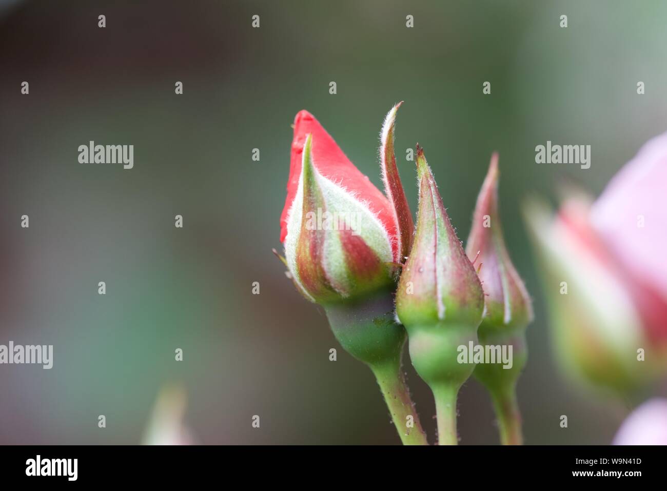 Three red rosebuds hi-res stock photography and images - Alamy