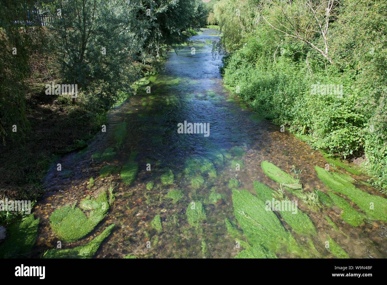 Small, clear water river with submerged aquatic plant life showing the ...