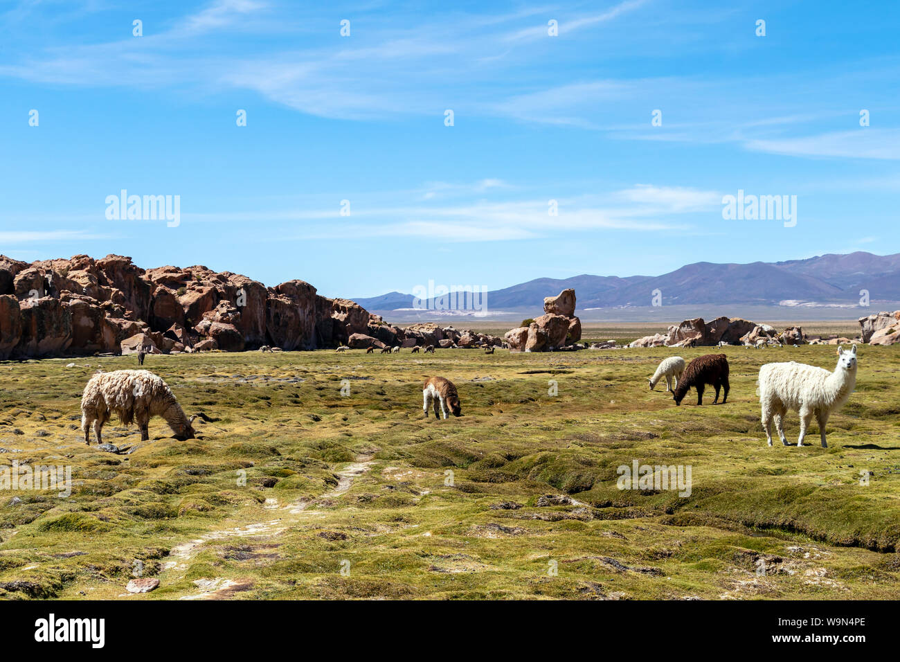 Alpacas and llamas at tranquil green landscape with geological rock ...