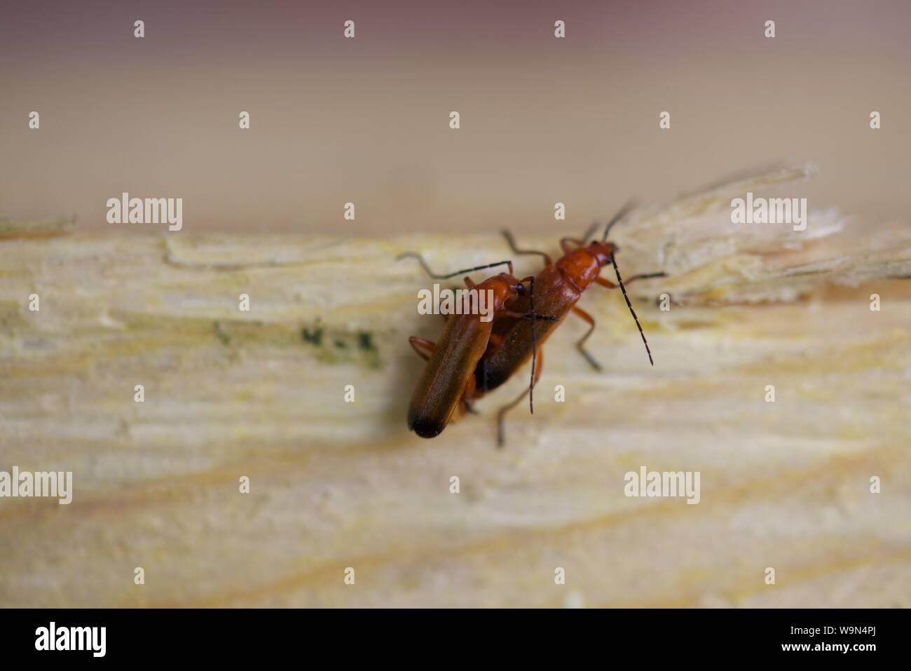 Common red soldier beetle (Rhagonycha fulva): a pair of mating red ...